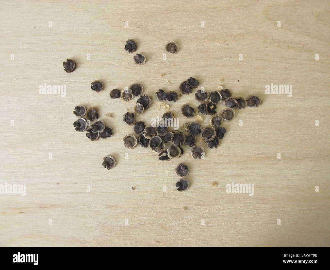 Althaea officinalis seeds hi-res stock photography and images - Alamy