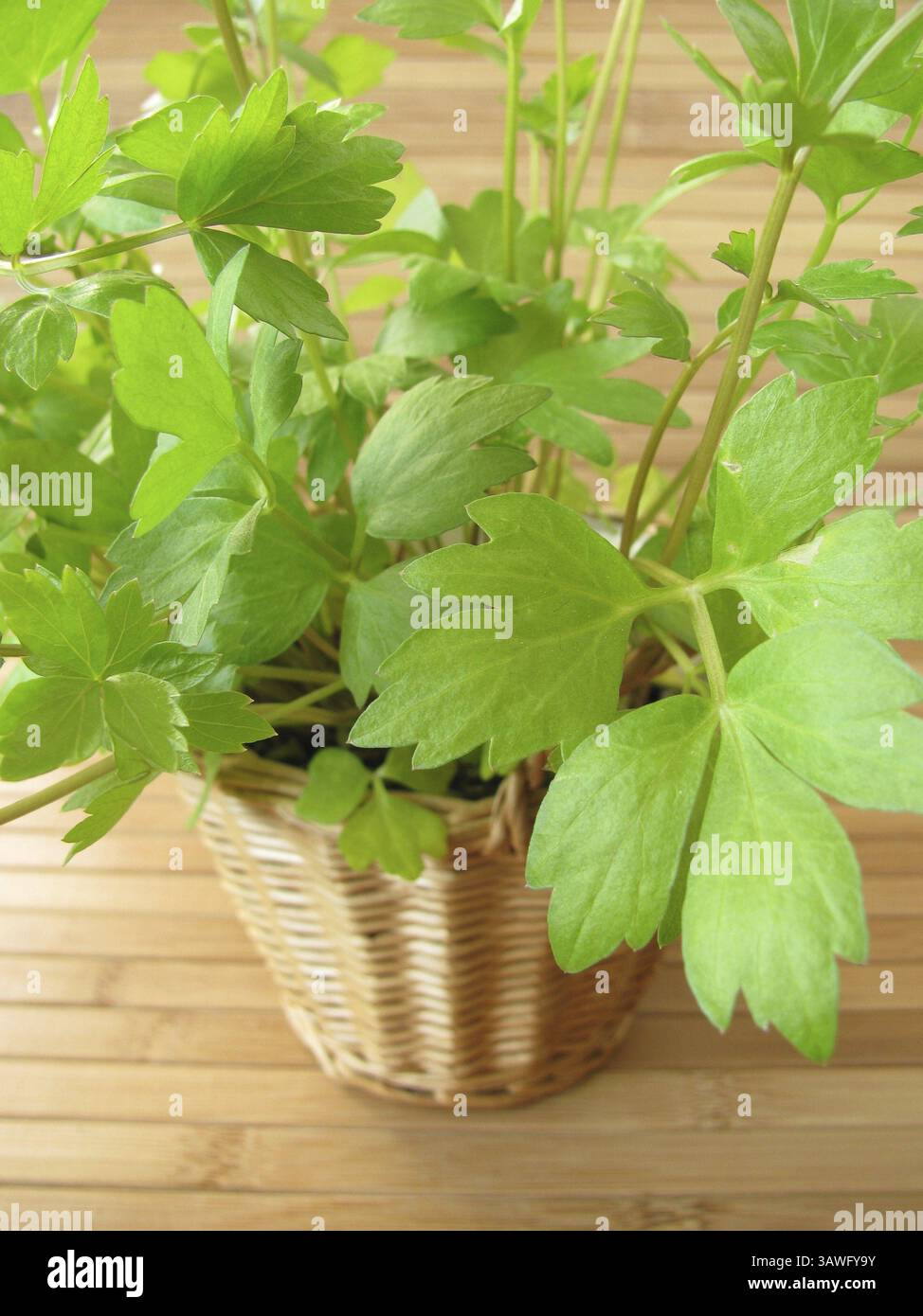 Garden lovage levisticum officinale hi-res stock photography and images ...