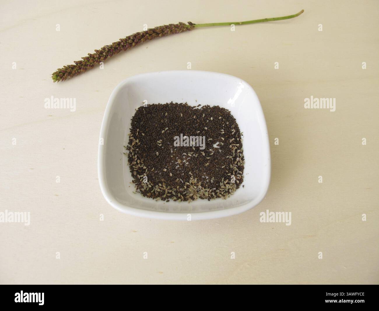 Edible seeds of broadleaf plantain, Plantago major Stock Photo - Alamy