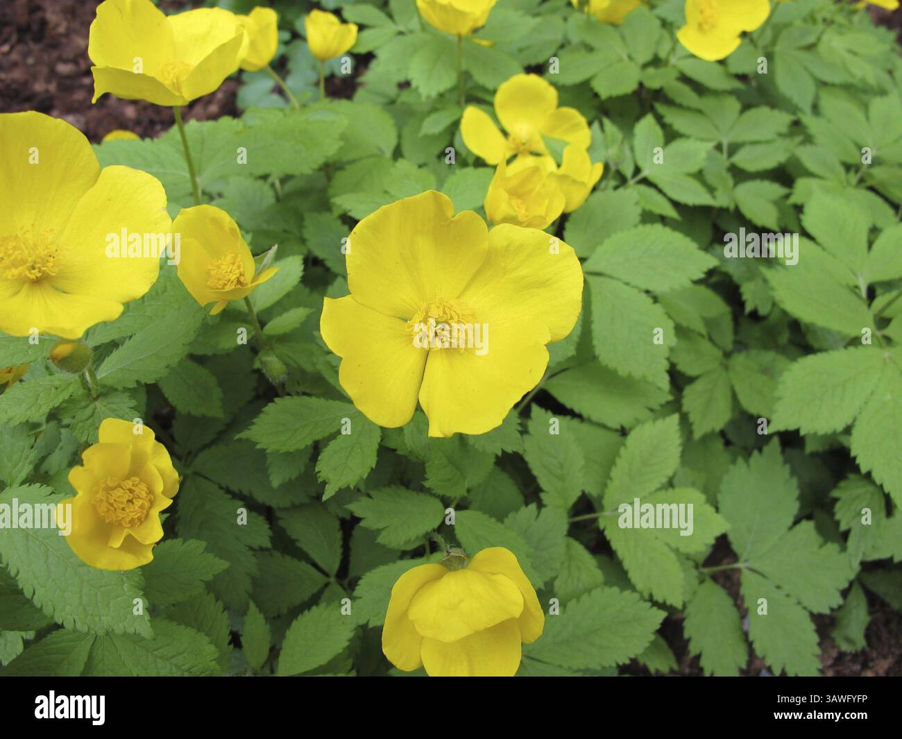 Flowering Japanese poppy, Hylomecon japonica Stock Photo - Alamy