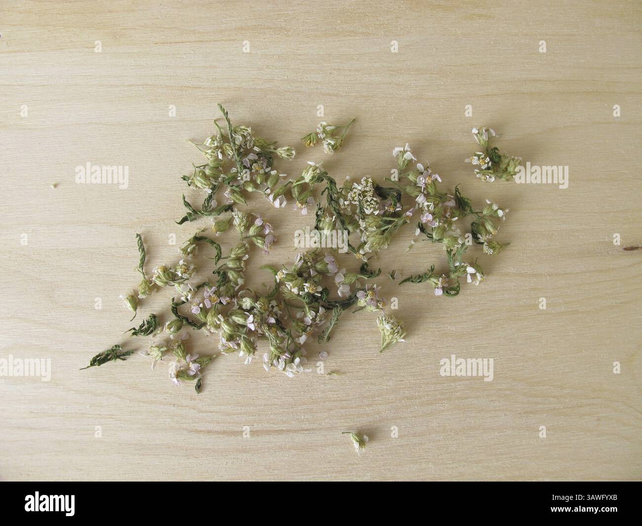 Dried yarrow, Achillea millefolium Stock Photo - Alamy