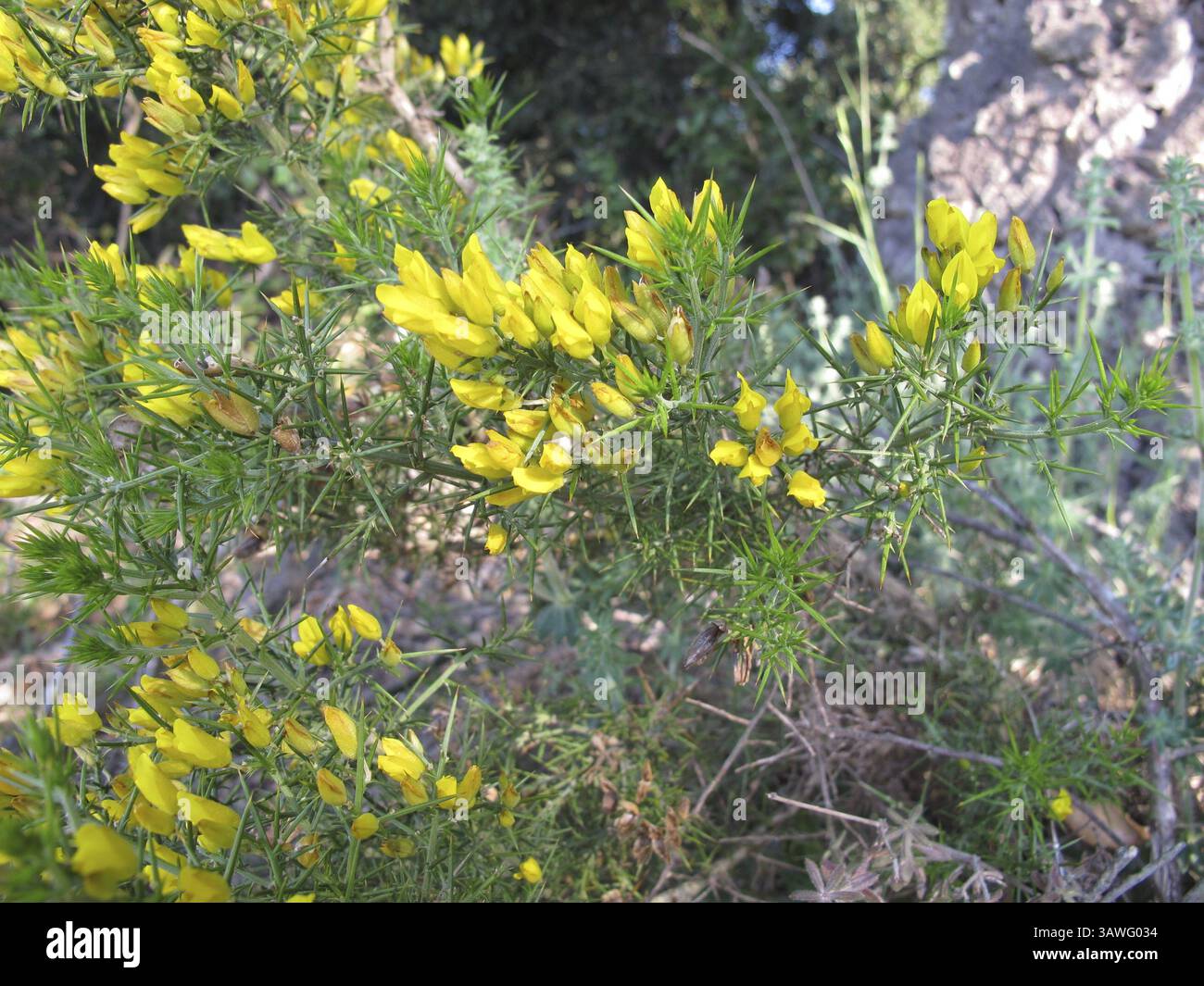 Flowering gorse, Ulex europaeus Stock Photo - Alamy