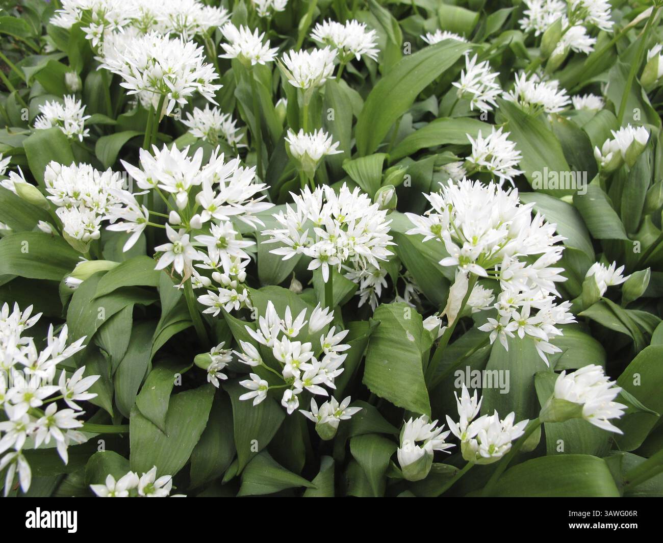 Wild garlic in bloom Stock Photo - Alamy