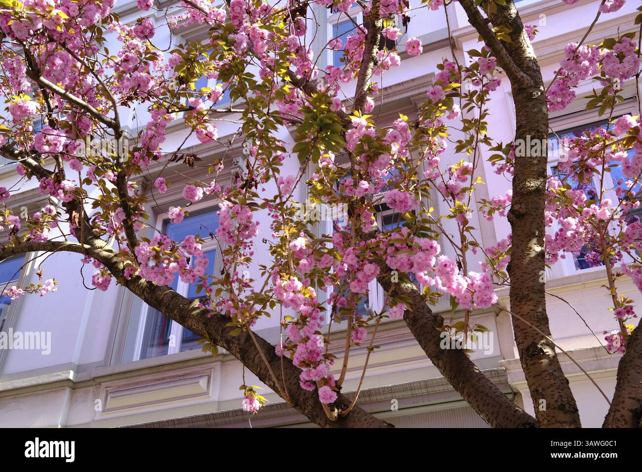 Cherry blossom in Bonn's historic city centre, Japanese flowering ...
