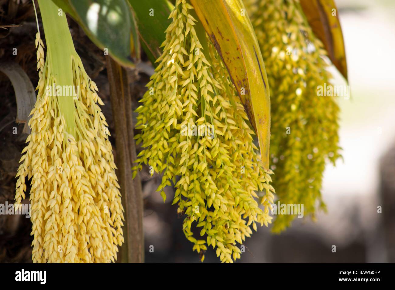 palm tree leaves with fronds Stock Photo - Alamy