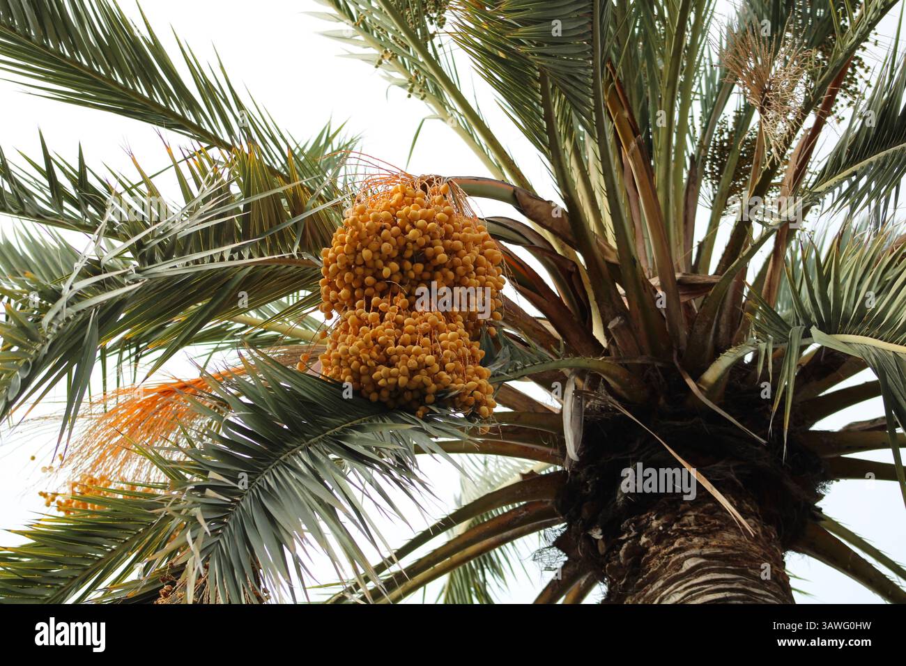 palm tree leaves with fronds Stock Photo - Alamy