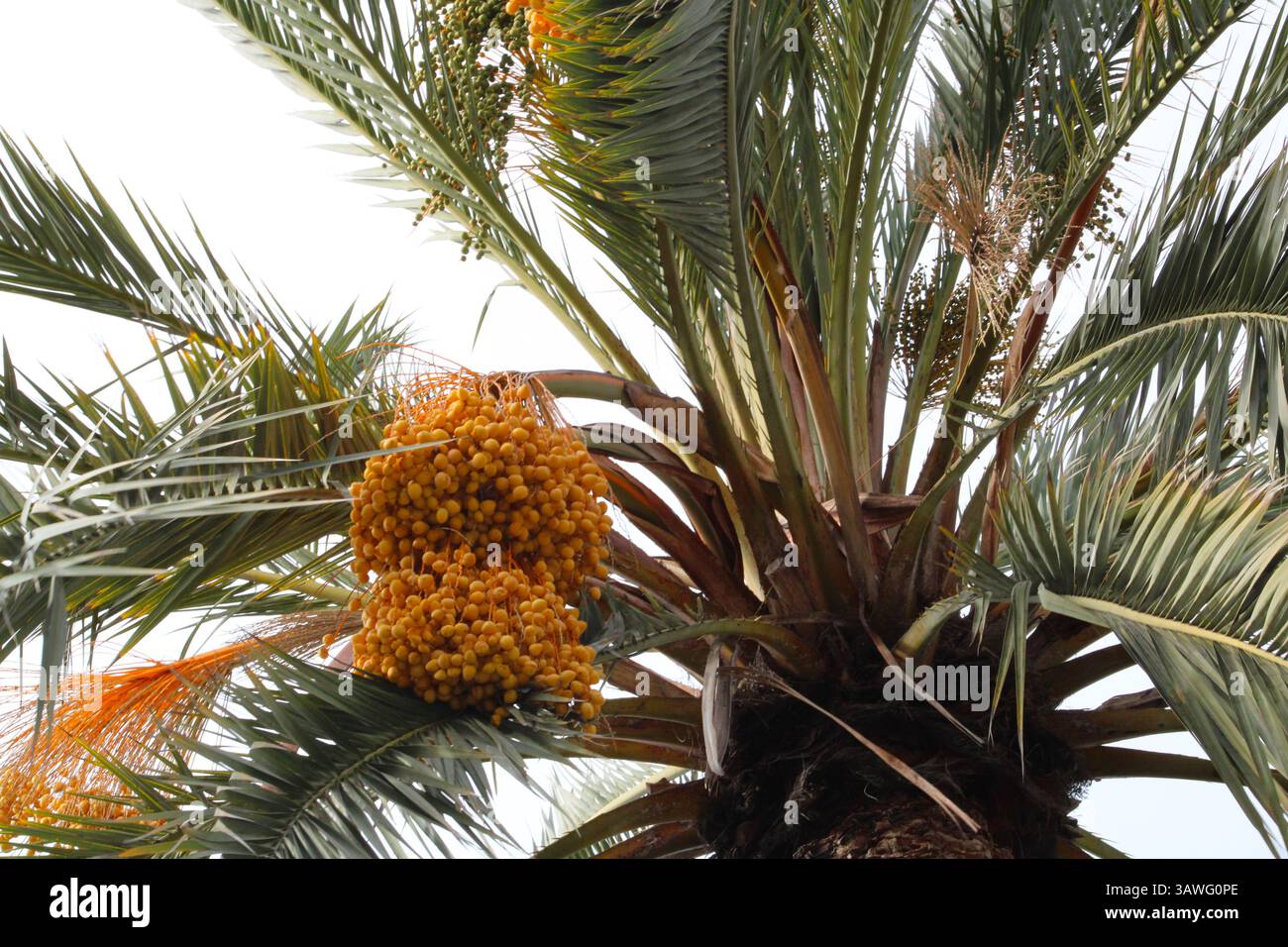 palm tree leaves with fronds Stock Photo - Alamy