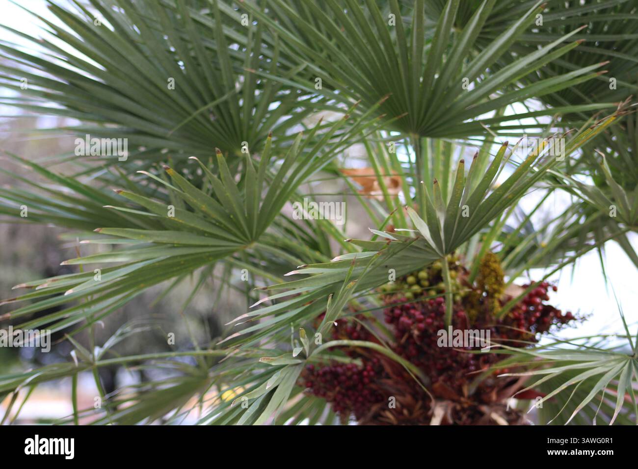 palm tree leaves with fronds Stock Photo - Alamy