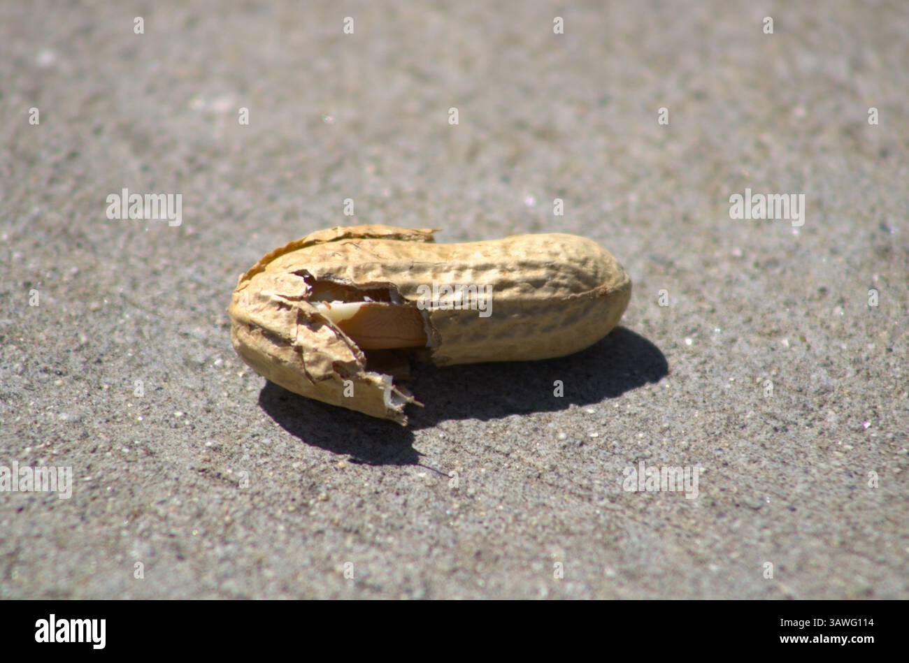 Nut shell hi-res stock photography and images - Alamy