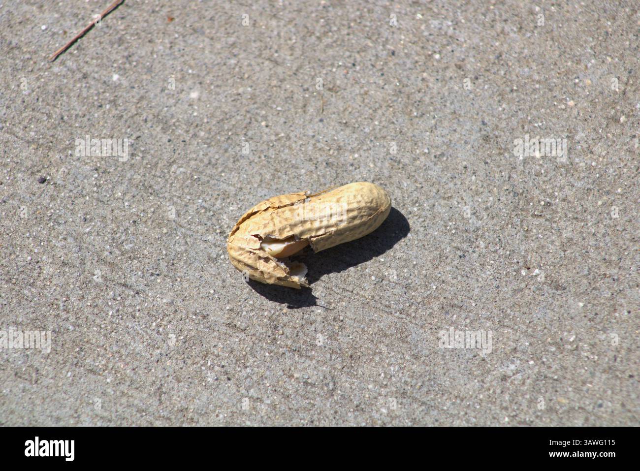 peanut shell on the ground Stock Photo - Alamy