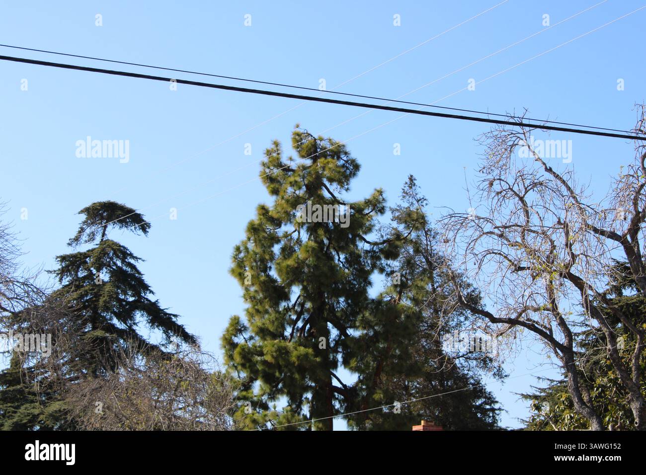 Trees electric power lines hi-res stock photography and images - Alamy
