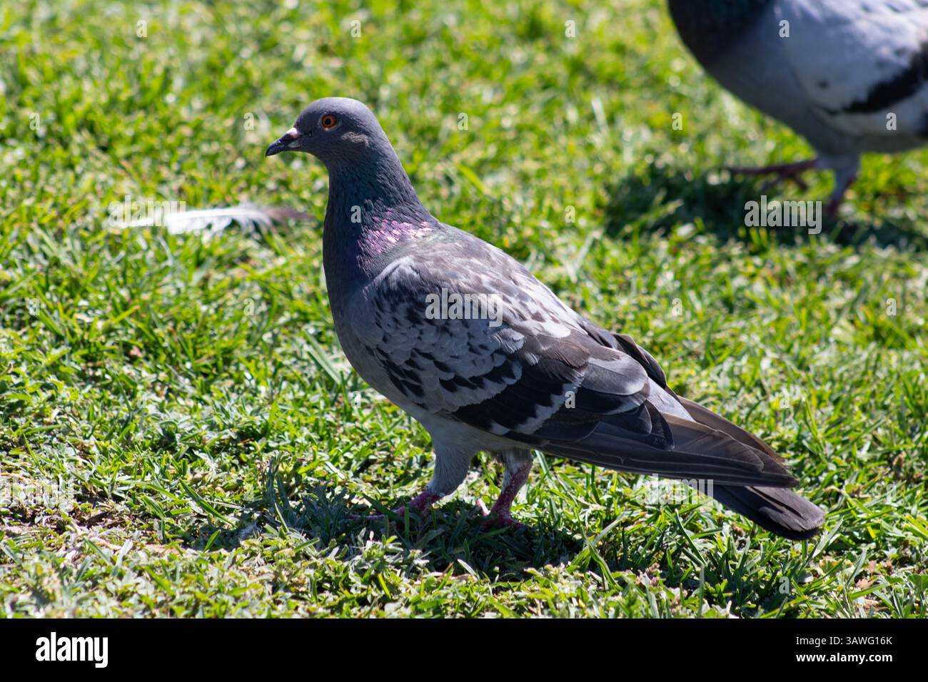 Shimmering iridescent plumage hi-res stock photography and images - Alamy