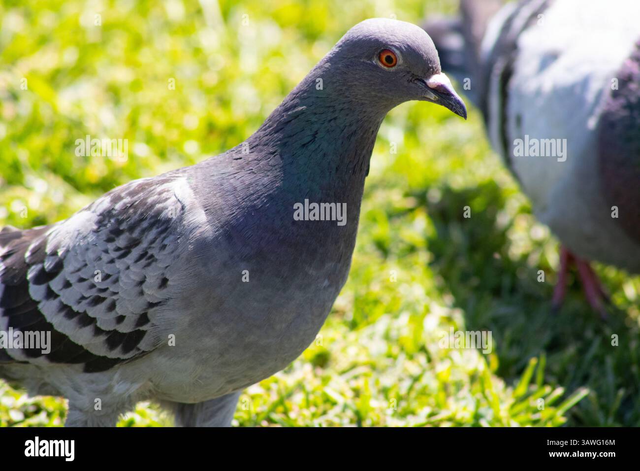 gray pigeon with iridescent feathers Stock Photo - Alamy