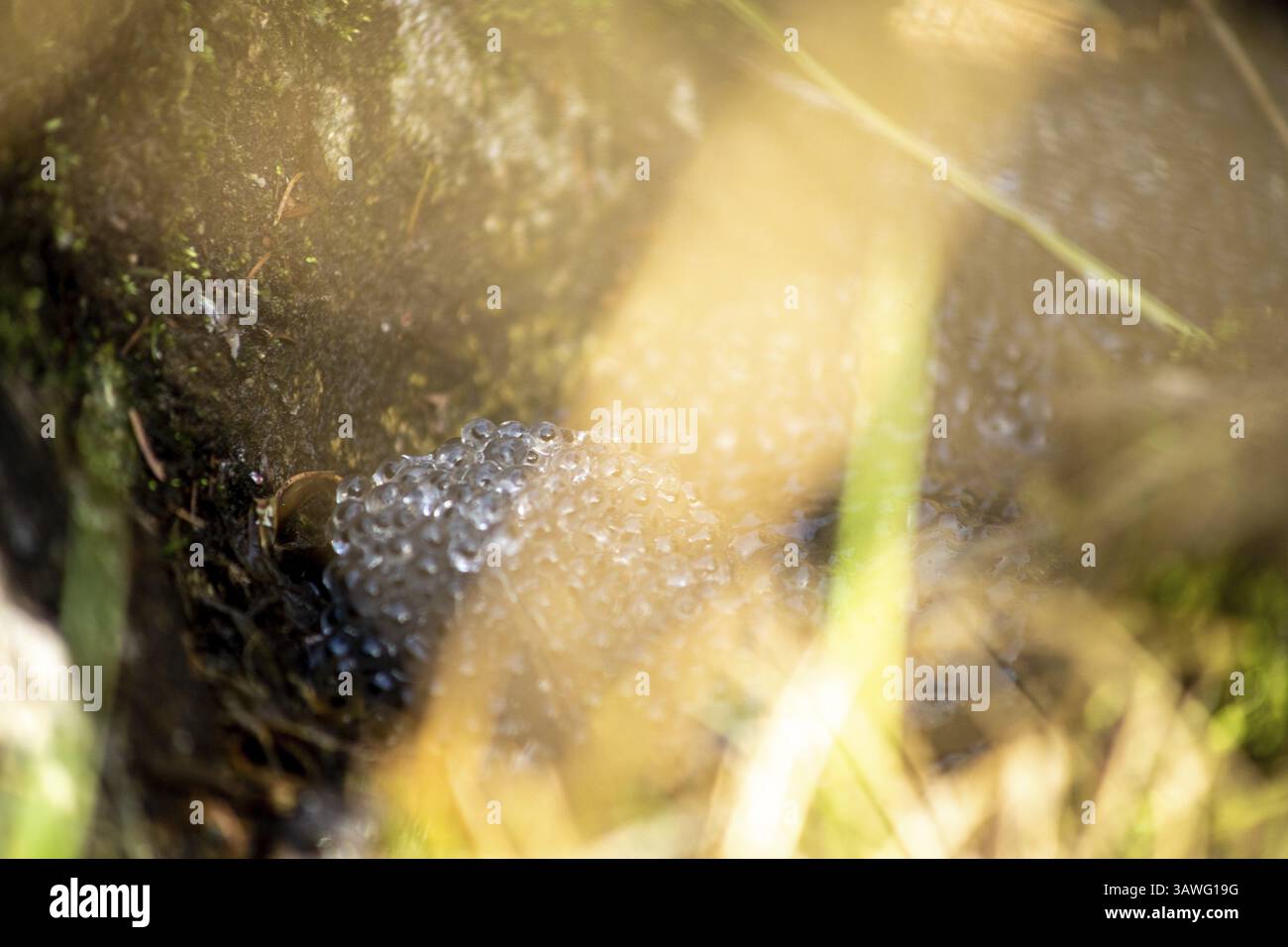 Frog eggs shimmer under the water surface at an overgrown water's edge ...