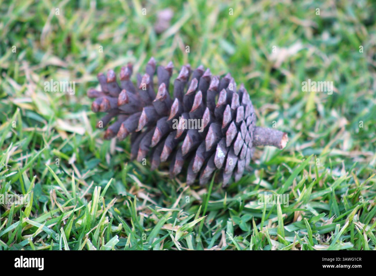 Pinecone texture hi-res stock photography and images - Alamy