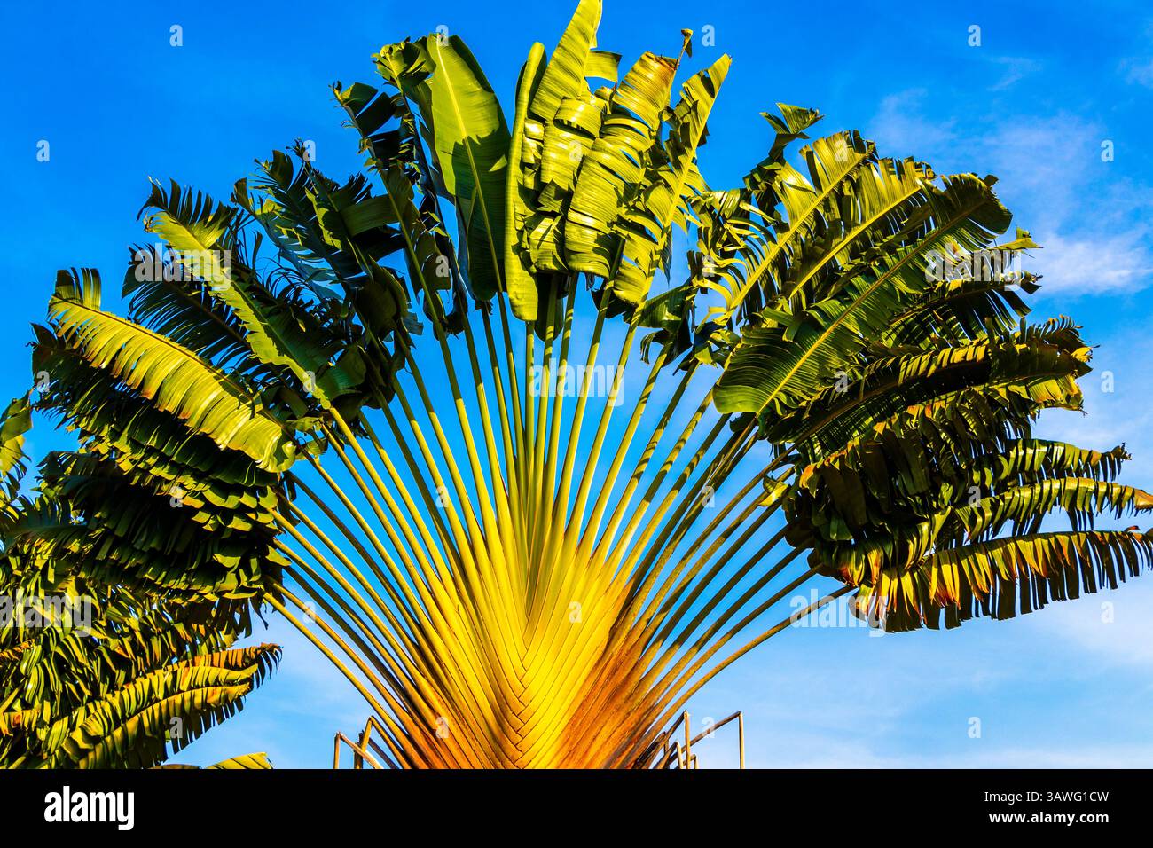 Tropical tree of travelers Ravenala palm with blue sky background in ...