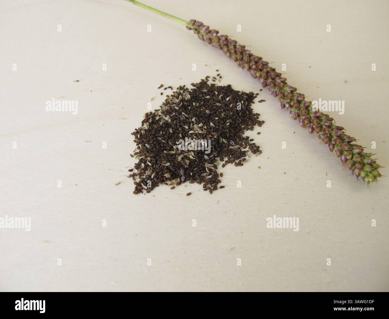 Edible seeds of broadleaf plantain, Plantago major Stock Photo - Alamy
