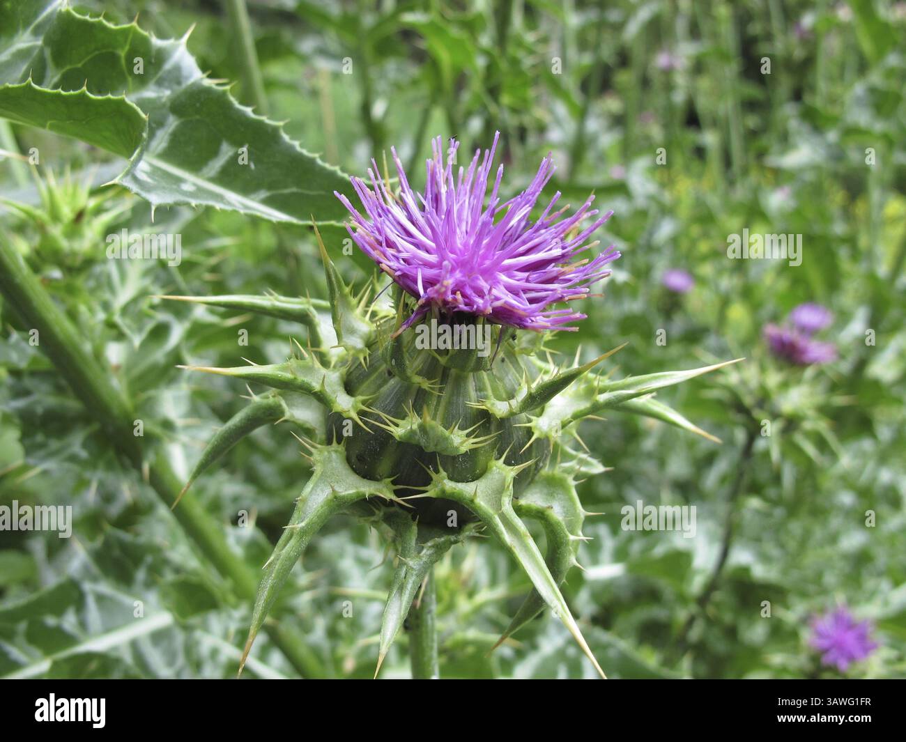 Flowering milk thistle, Silybum marianum Stock Photo - Alamy