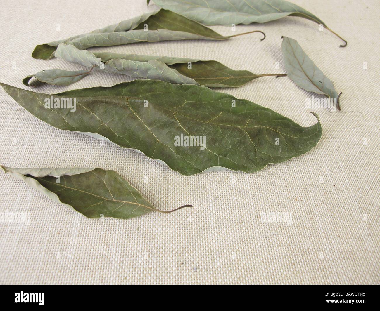Dried avocado leaves from the avocado tree Stock Photo - Alamy