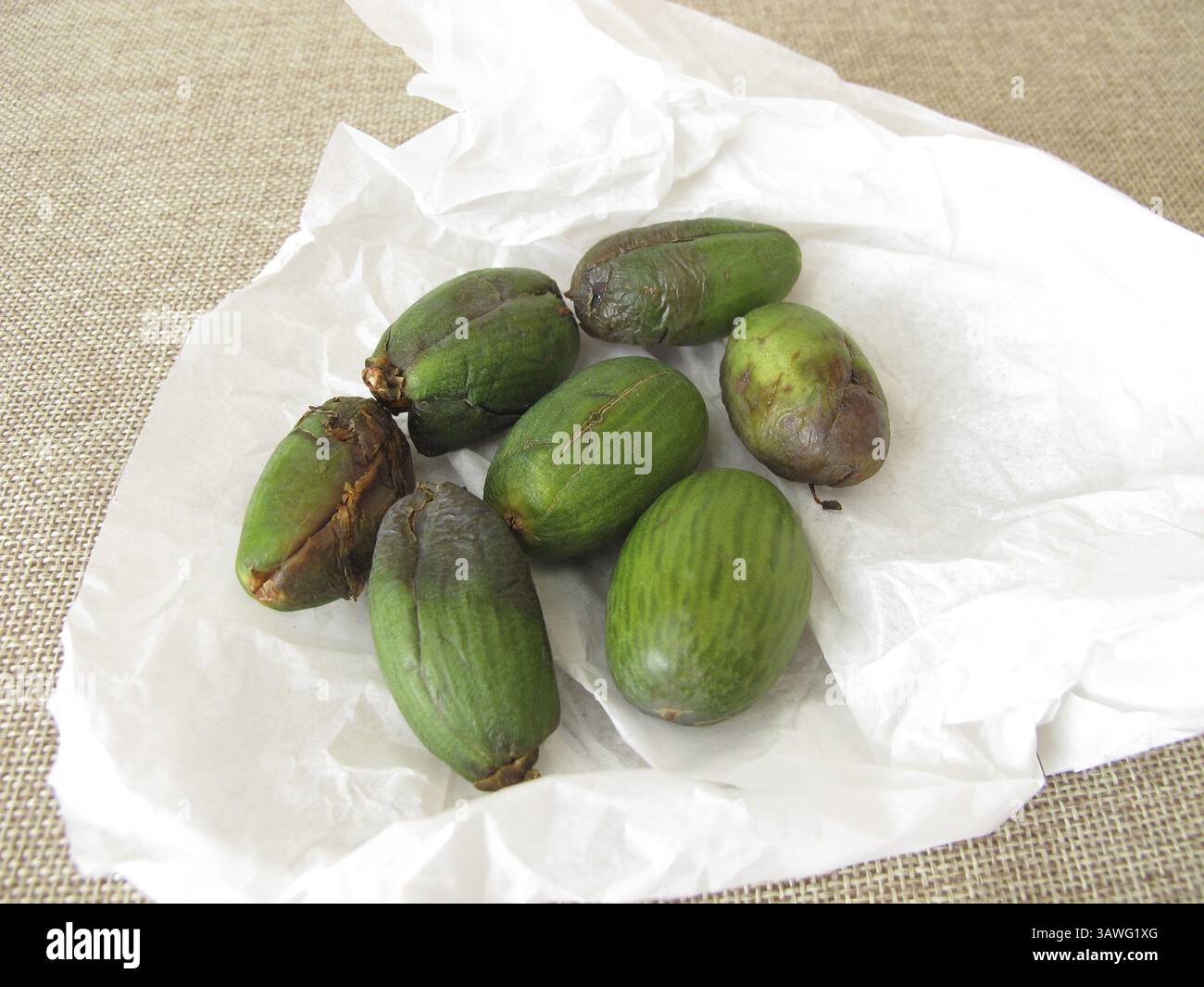 Fruits or seeds of the nut yew, Torreya nucifera Stock Photo - Alamy