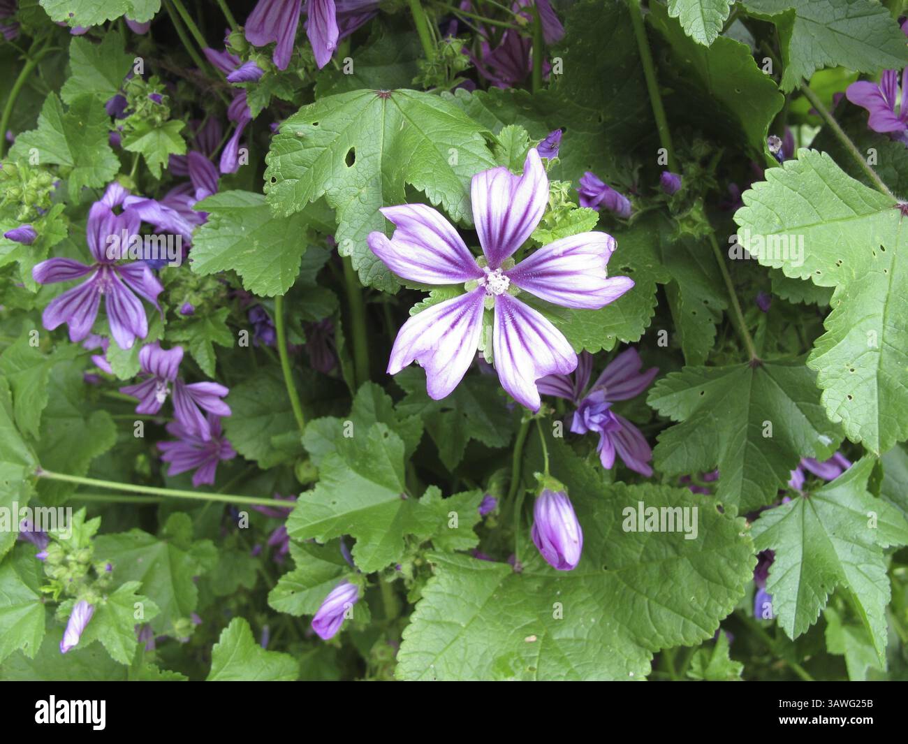 Common mallow, Malva sylvestris Stock Photo - Alamy