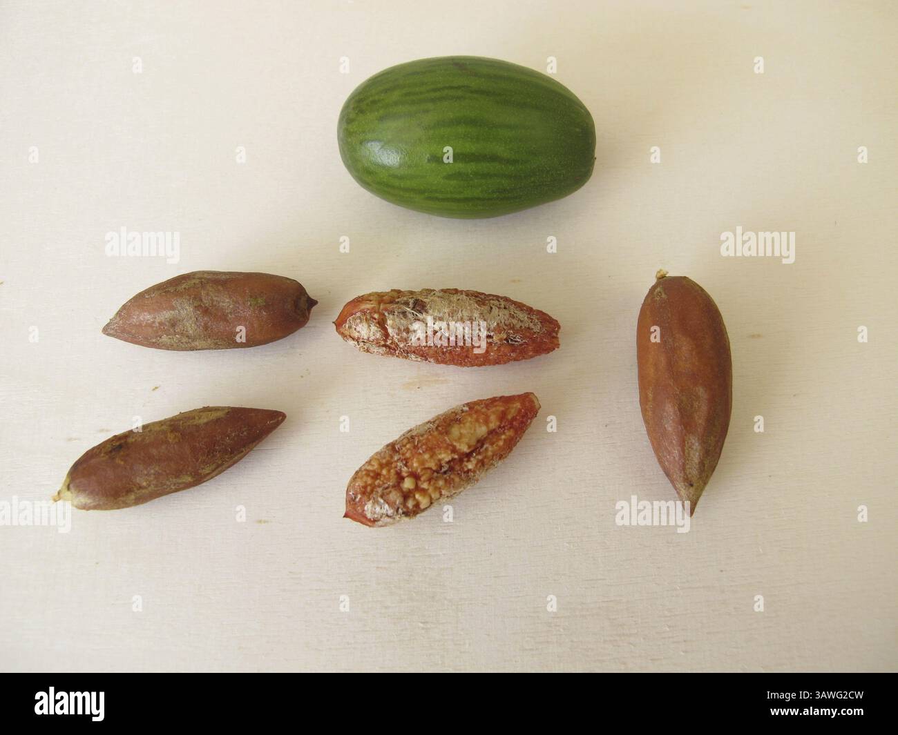 Torreya nut tree hi-res stock photography and images - Alamy