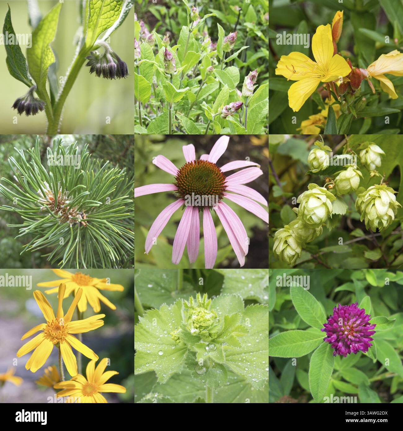 Collage of different medicinal plants Collage of different medicinal ...