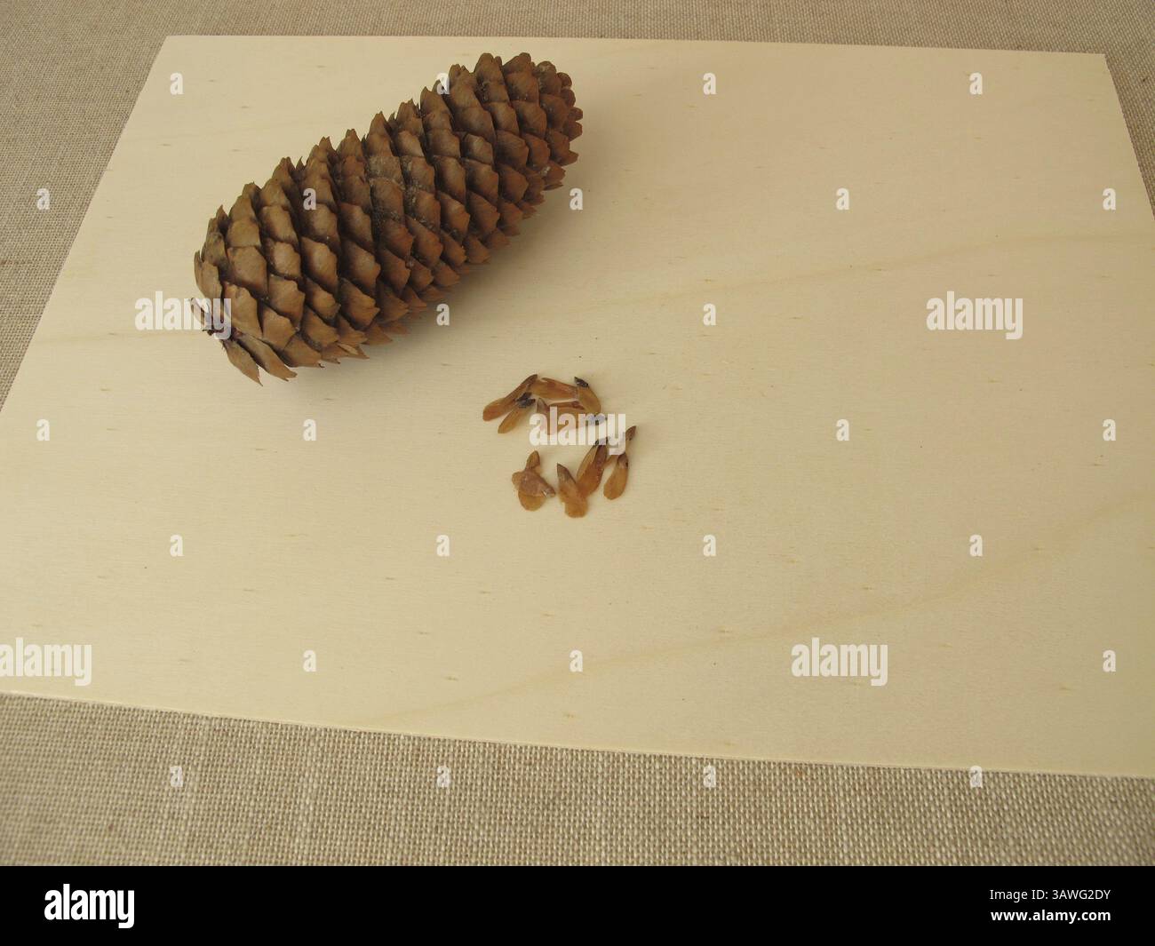 Cones and edible seeds from the spruce Stock Photo - Alamy