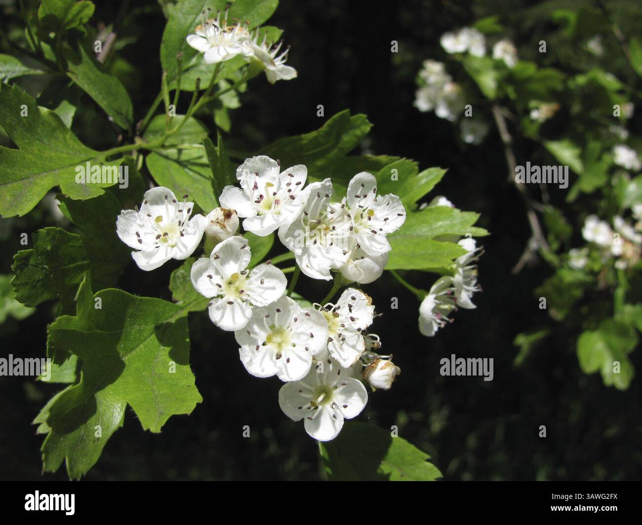 Common hawthorn, Crataegus monogyna Stock Photo - Alamy