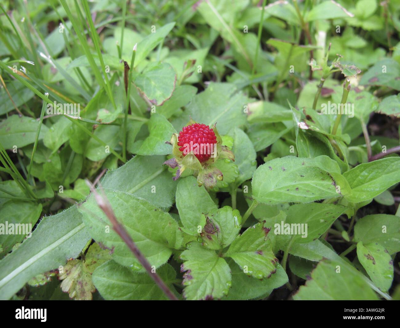 Red mock strawberry, Potentilla indica, among weeds Stock Photo - Alamy