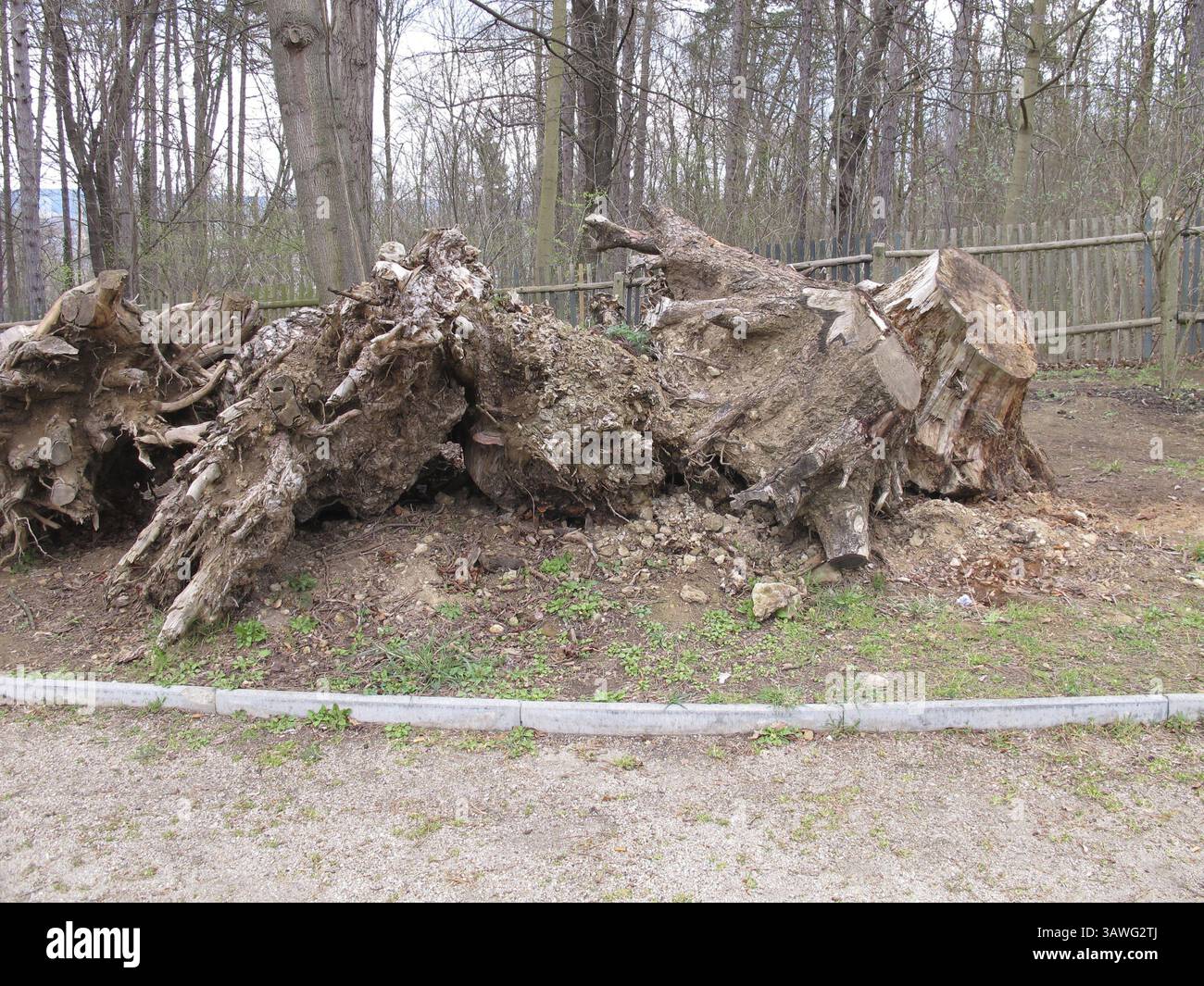 Felled tree from felling hi-res stock photography and images - Alamy
