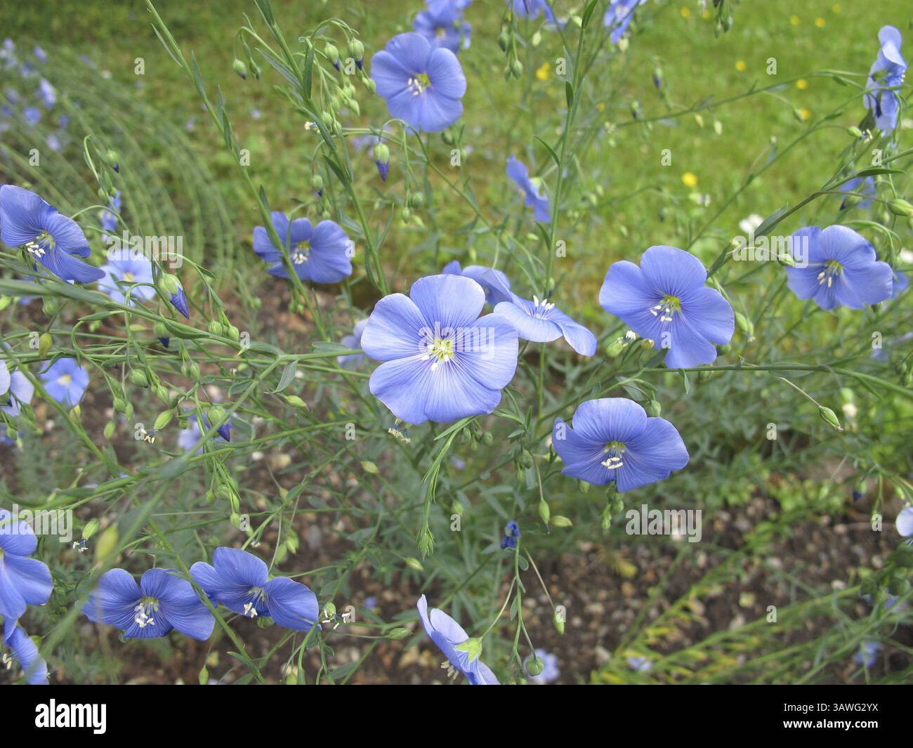 Perennial flax, Linum perenne Stock Photo - Alamy
