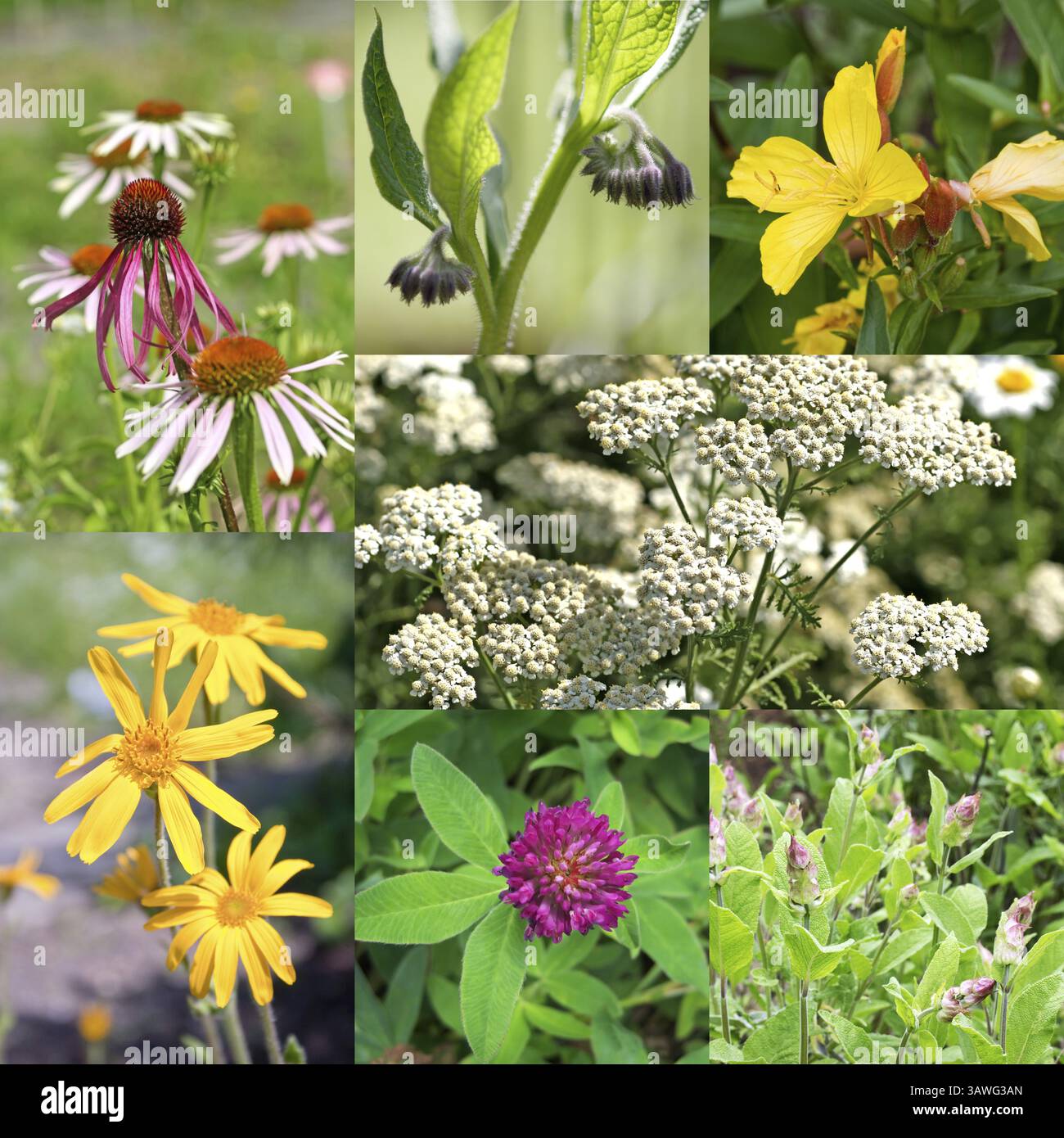 Collage of different medicinal plants Collage of different medicinal ...