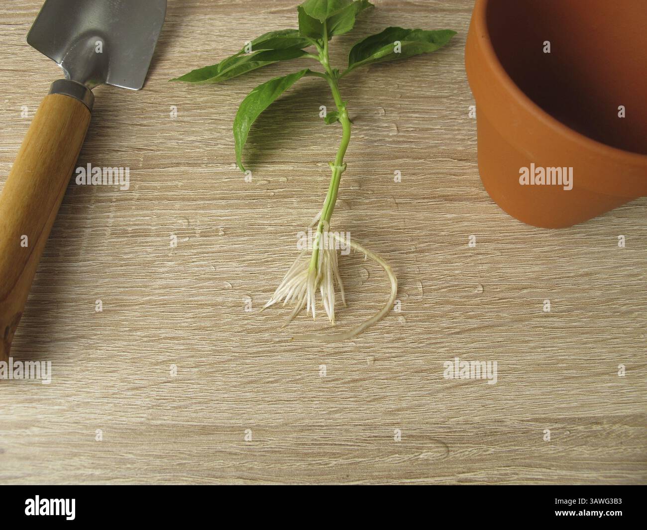 Basil shoot with roots for regrowing herbs Stock Photo - Alamy