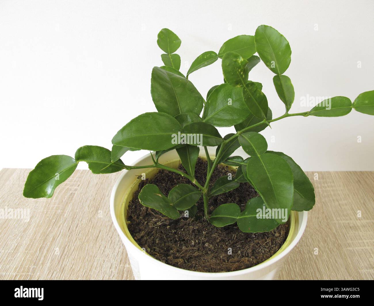Kaffir lime in a flower pot Stock Photo - Alamy
