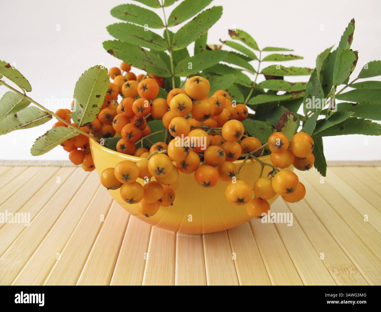 Apple fruits of the rowan Stock Photo - Alamy