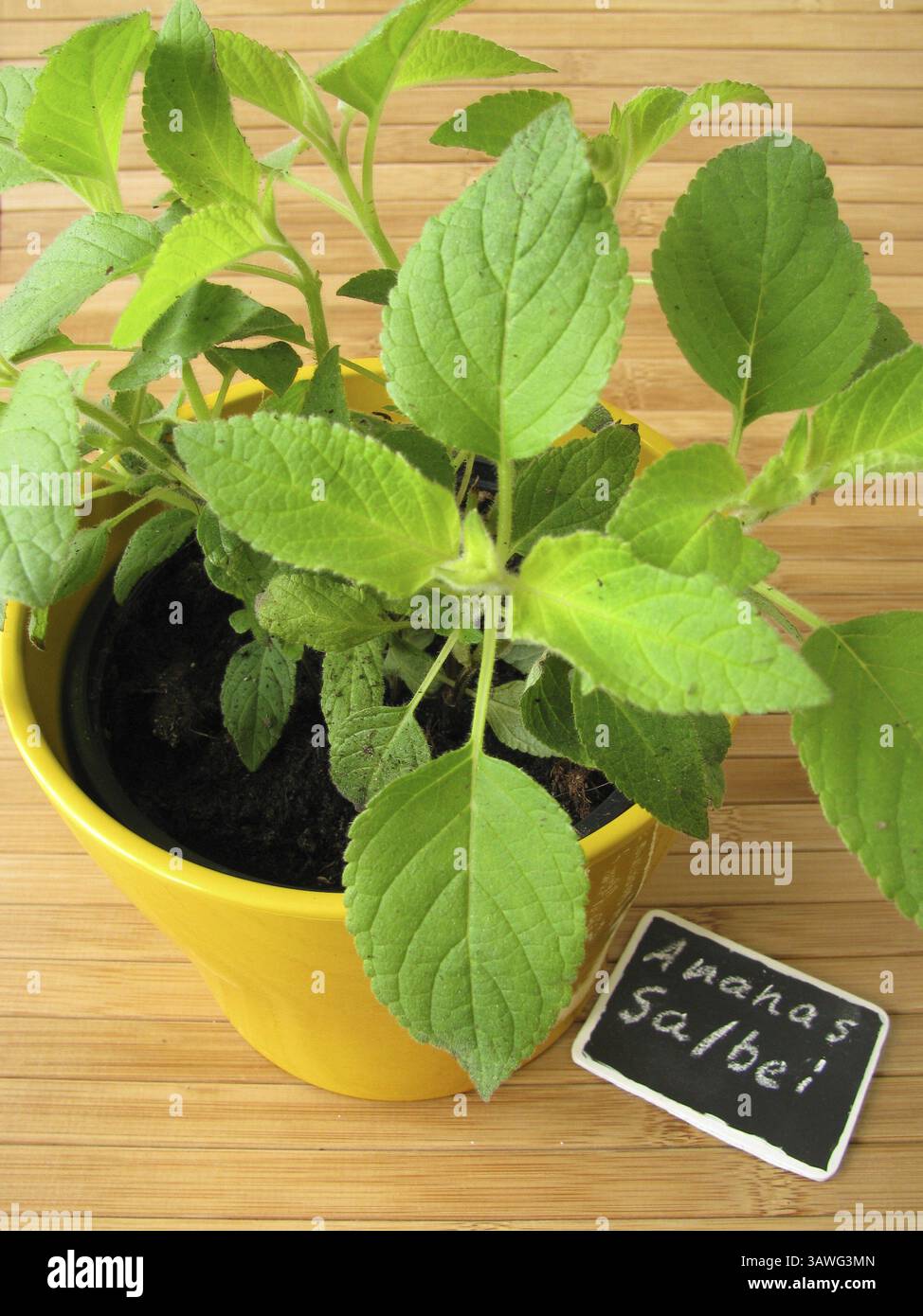 Pineapple sage pot hi-res stock photography and images - Alamy