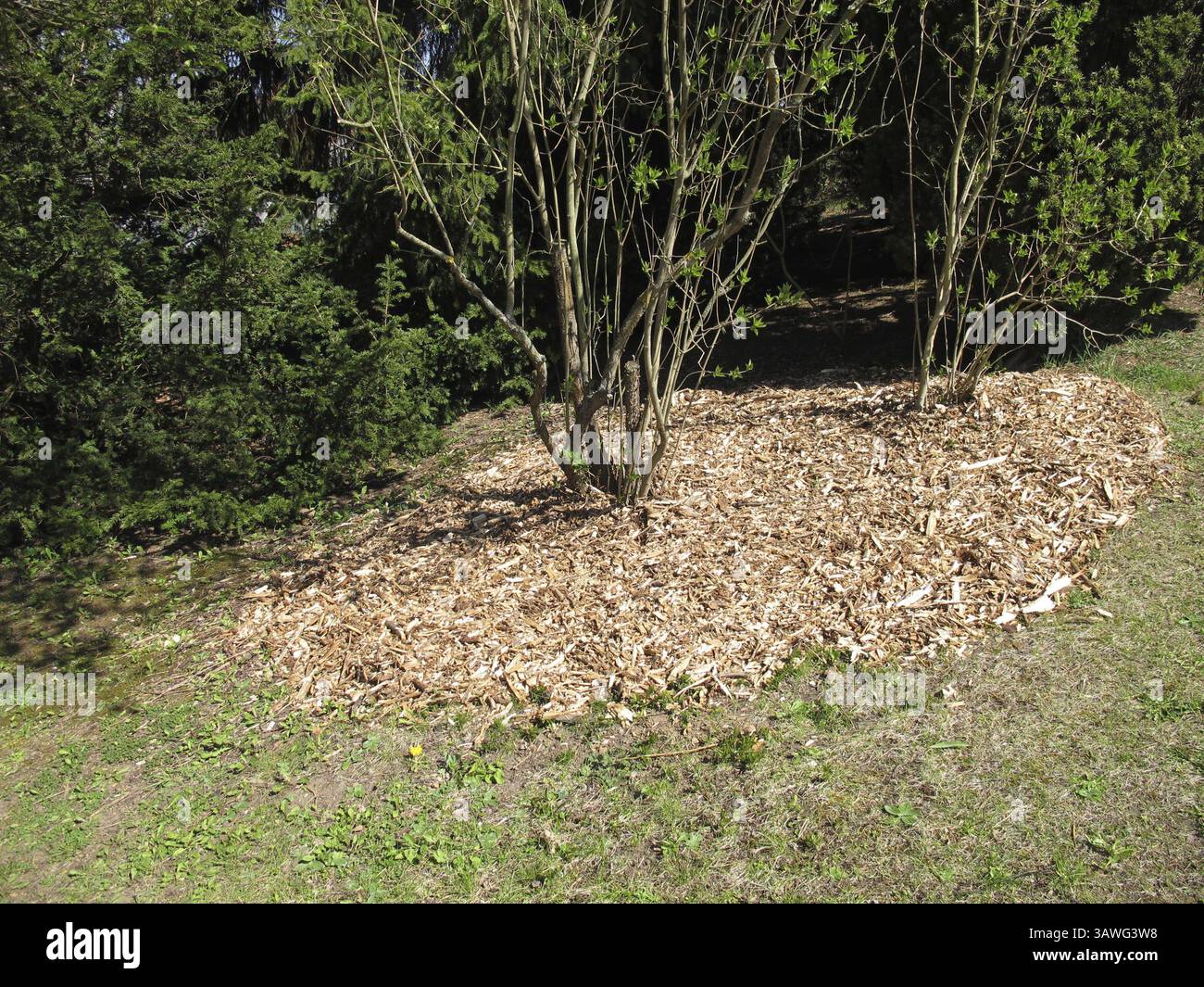 Wood pile as a mulch layer under a bush Stock Photo - Alamy
