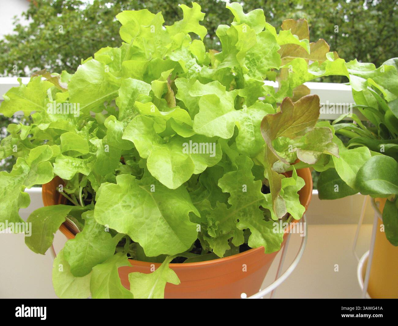 Seeds planted lettuce hi-res stock photography and images - Alamy