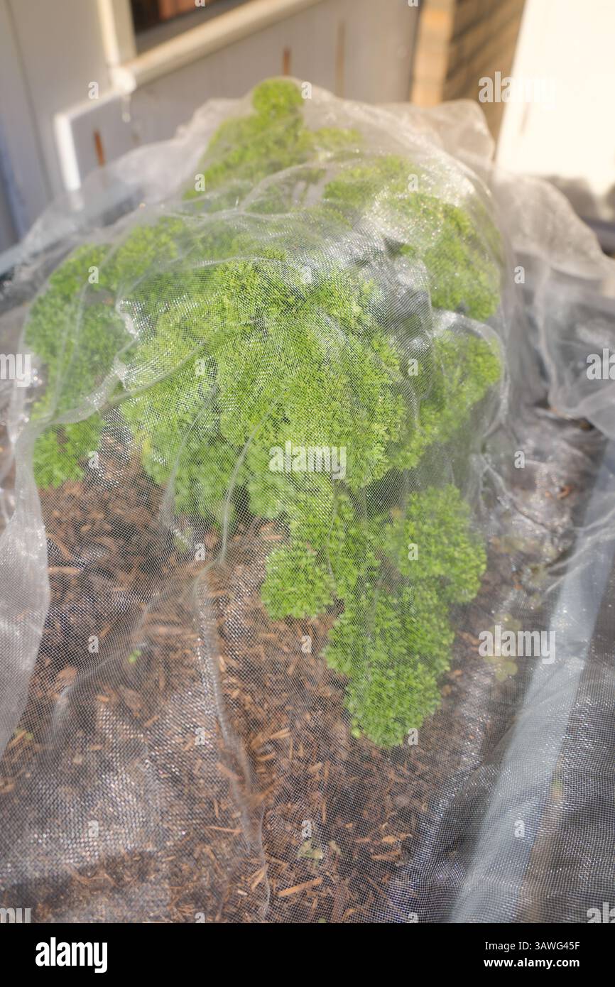 Insect protection nets protecting a parsley plant from pests and ...