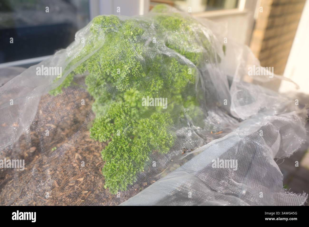Insect protection nets protecting a parsley plant from pests and ...