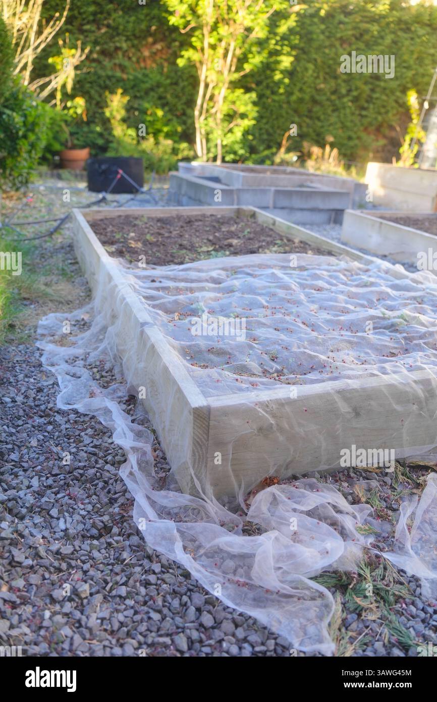 Insect protection nets protects plants and seedlings in a garden bed ...