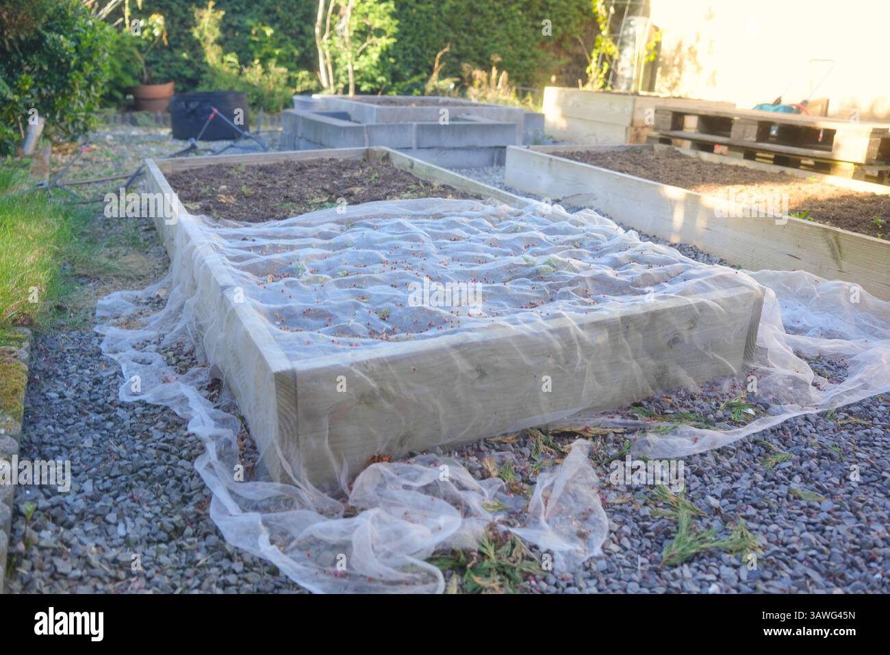 Insect protection nets protects plants and seedlings in a garden bed ...