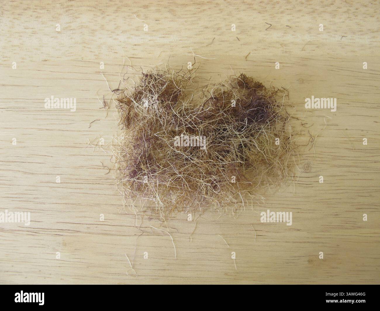 Maydis stigma hi-res stock photography and images - Alamy