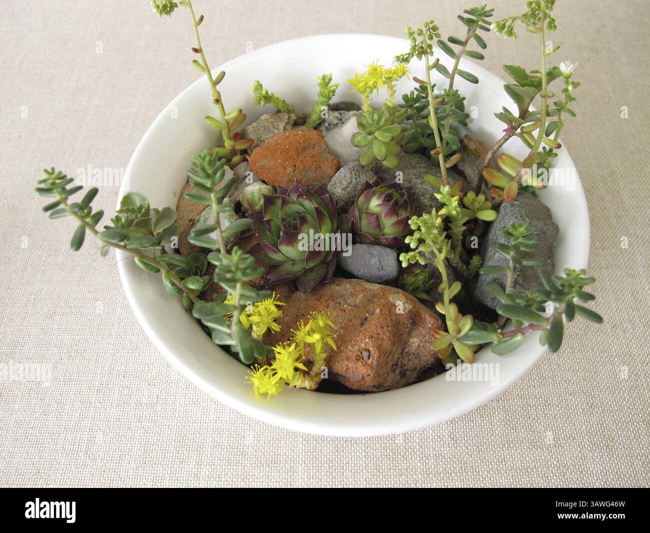 Rock planters hi-res stock photography and images - Alamy