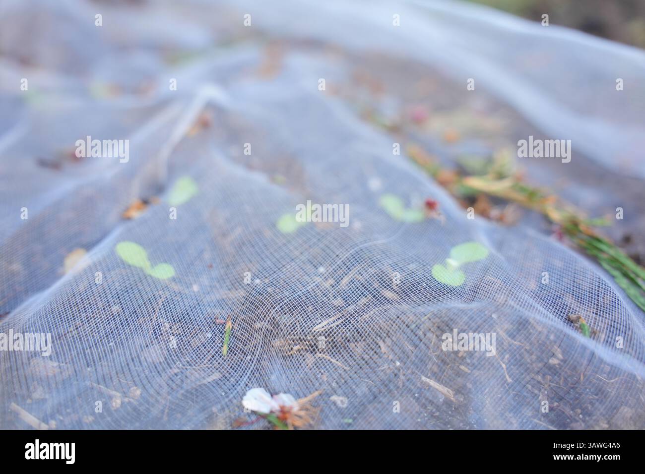 Insect protection nets protecting seedlings from pests and insects ...