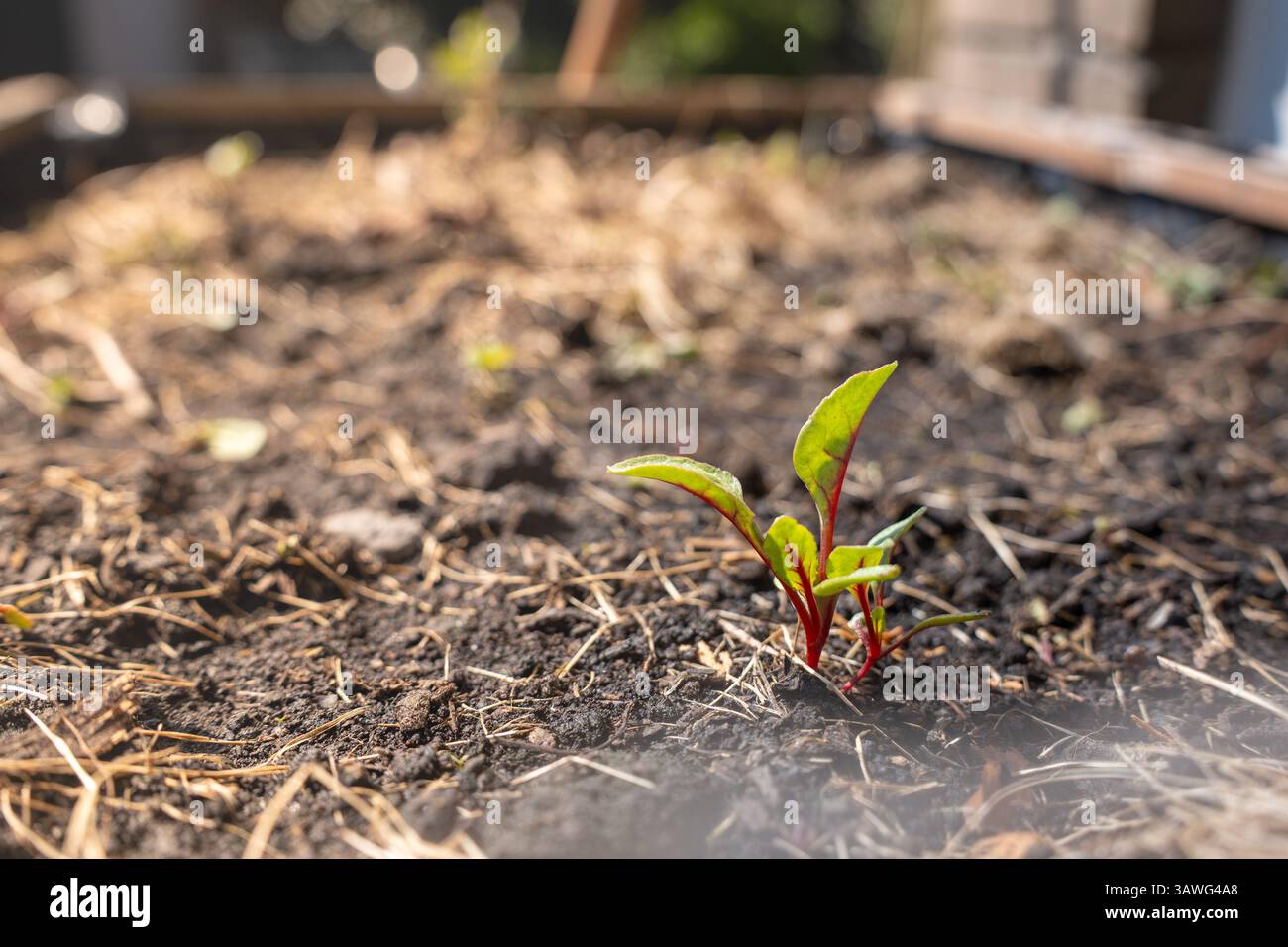 Beetroot seedling in a raised garden bed close up. Gardening Stock ...