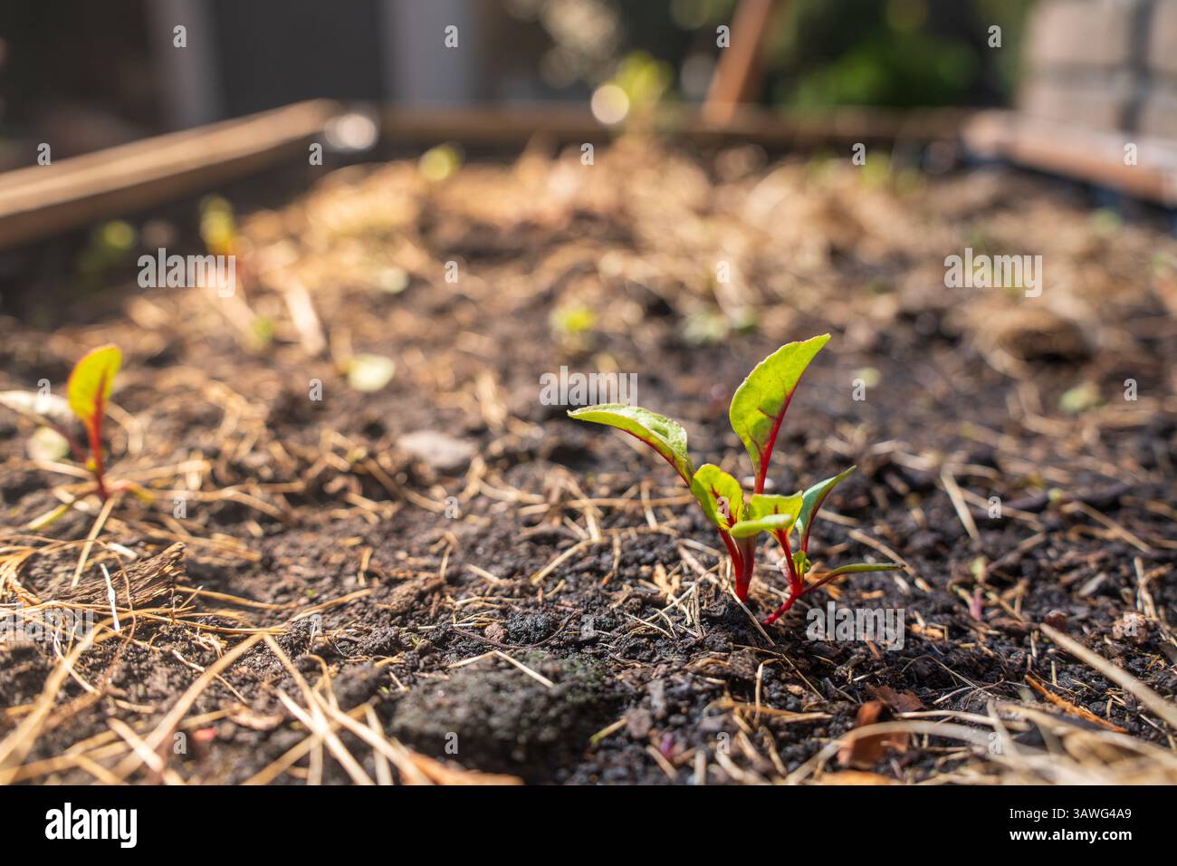 Beetroot seedling in a raised garden bed close up. Gardening Stock ...