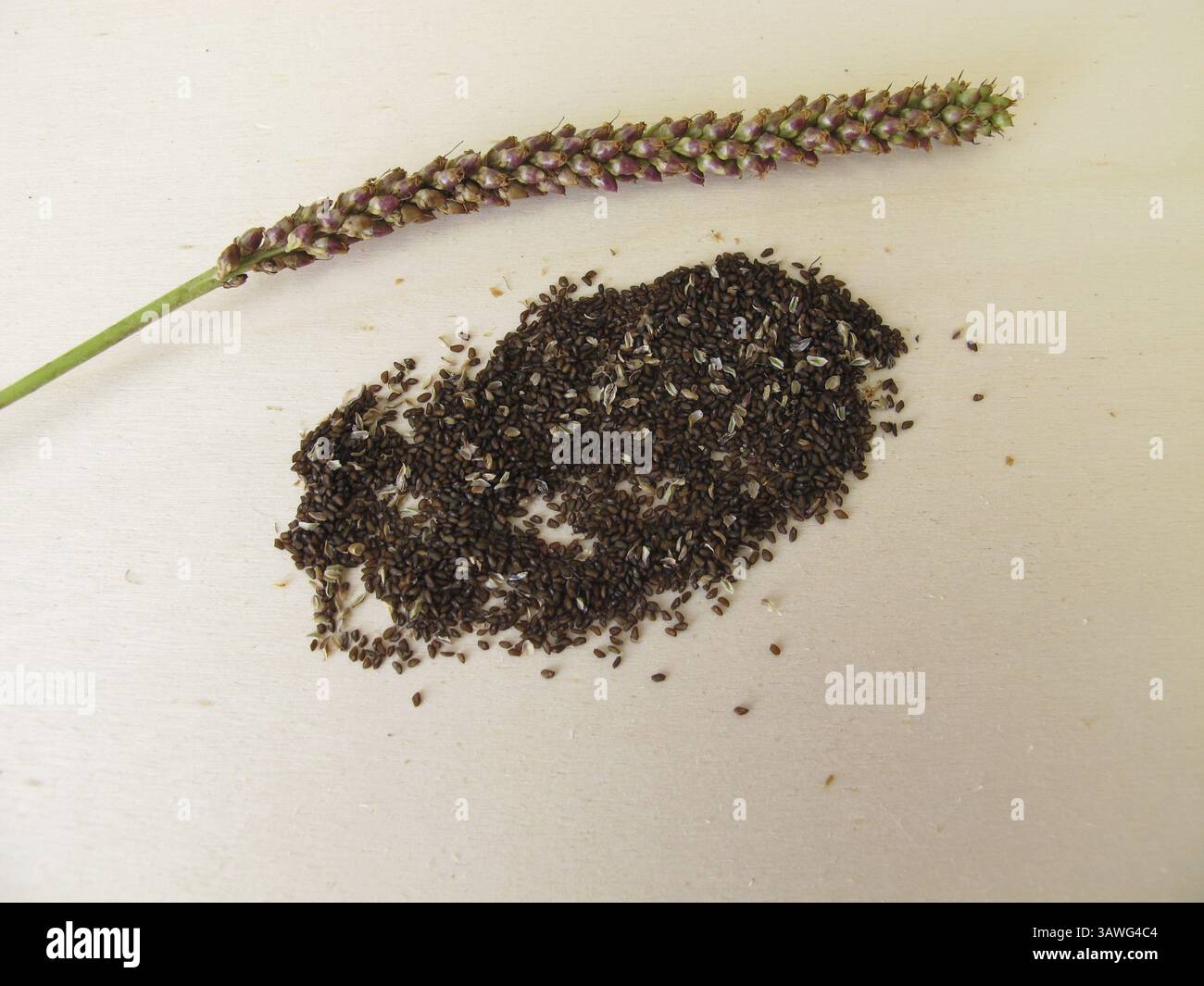 Edible seeds of broadleaf plantain, Plantago major Stock Photo - Alamy