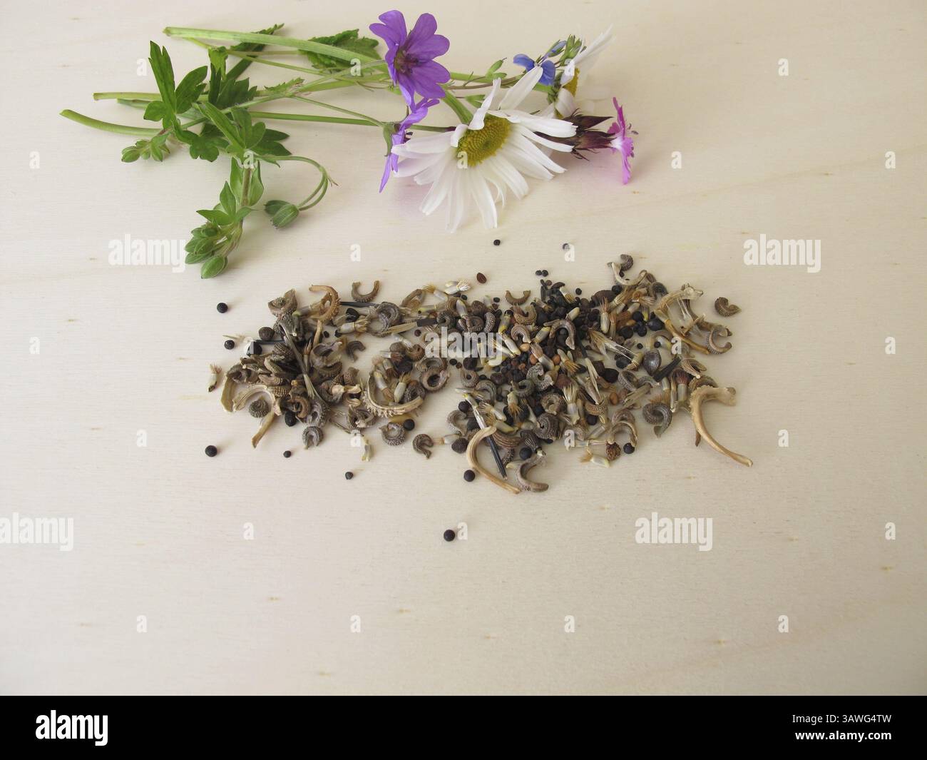 Bee-friendly seed mix and wildflowers for wild bees, bees and other ...